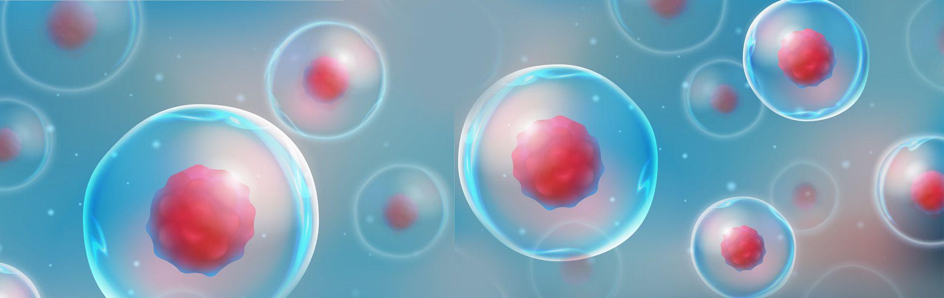 What Are Stem Cells? - Types & Uses of Stem Cells
