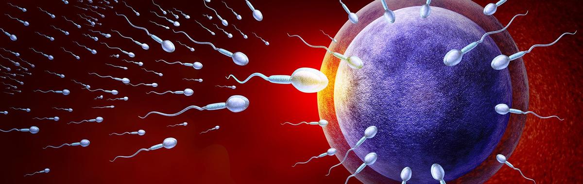 Normal Sperm Count: Symptoms, Causes and Semen Analysis