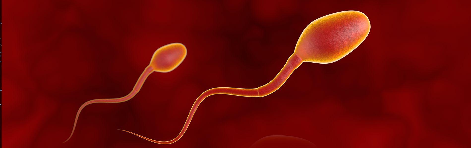 Total Motile Sperm Count | Understanding Your Semen Analysis