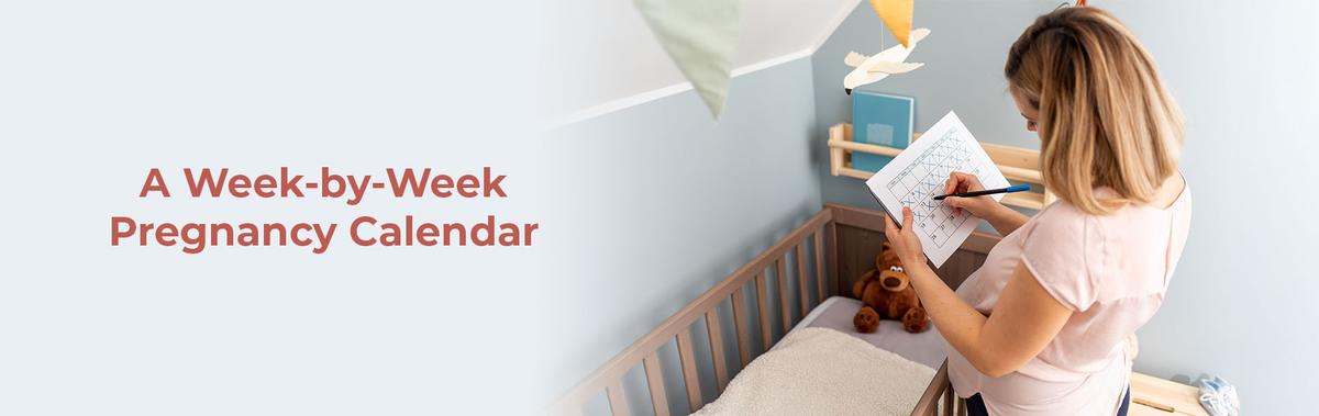 Week-by-Week Pregnancy Calendar