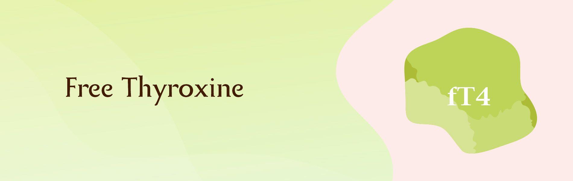 Free Thyroxine: T4 (Thyroxine) Test: What It Is, Function, Purpose & Levels