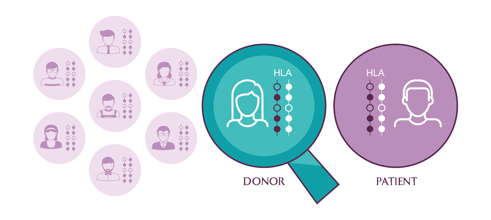Human Leukocyte Antigens (HLA) Typing and Matching