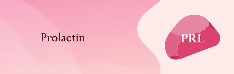 What is Prolactin? Prolactin Blood Test (PRL) Levels, Normal Range and ...