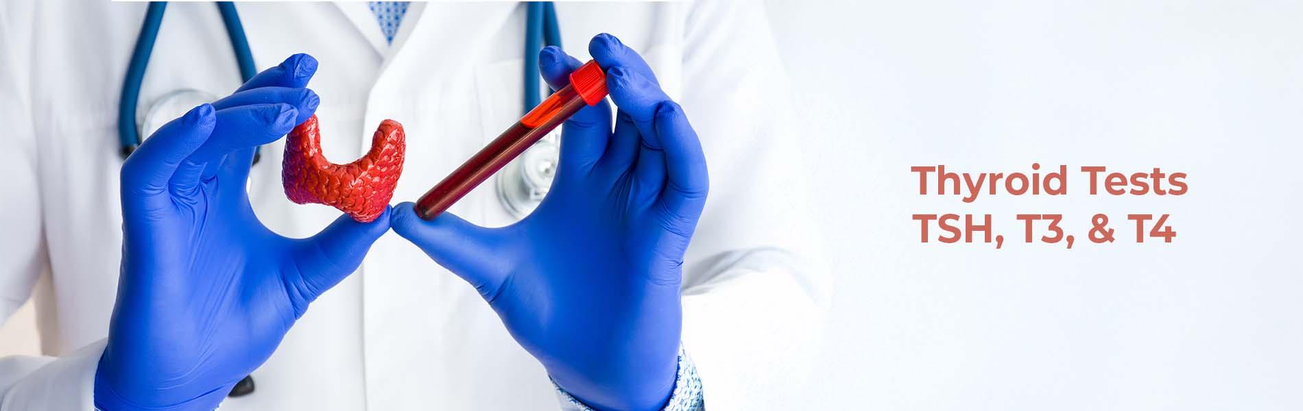 Thyroid Tests Explained: TSH, T3, T4 & What Your Results Mean