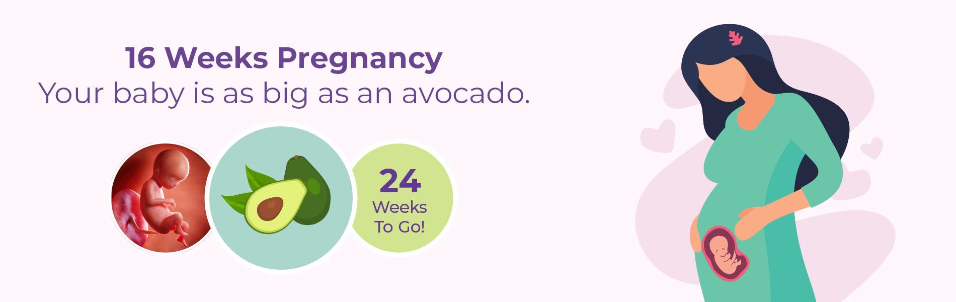 16 Weeks Pregnant Symptoms, Baby Development, Belly, Baby Size, Foods ...