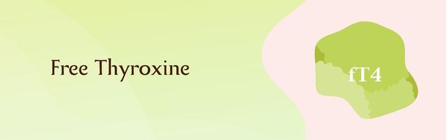 Free Thyroxine: T4 (Thyroxine) Test: What It Is, Function, Purpose & Levels